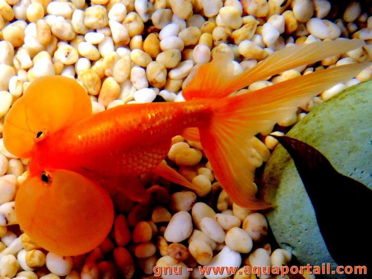 Poisson Rouge Jeux Gratuit En Ligne - PrimaNYC.com